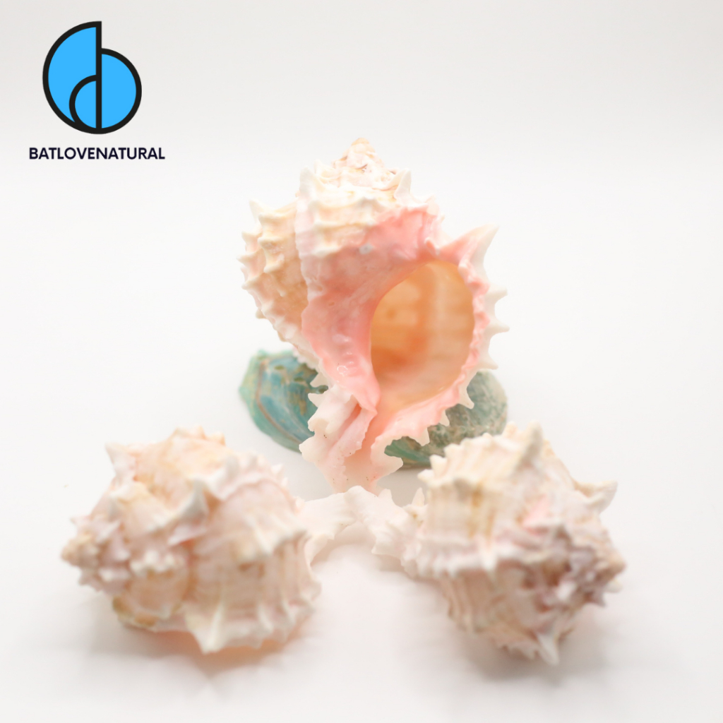 Rose Murex snail shell - Hermit crab shell - Decorative snail shells in ...