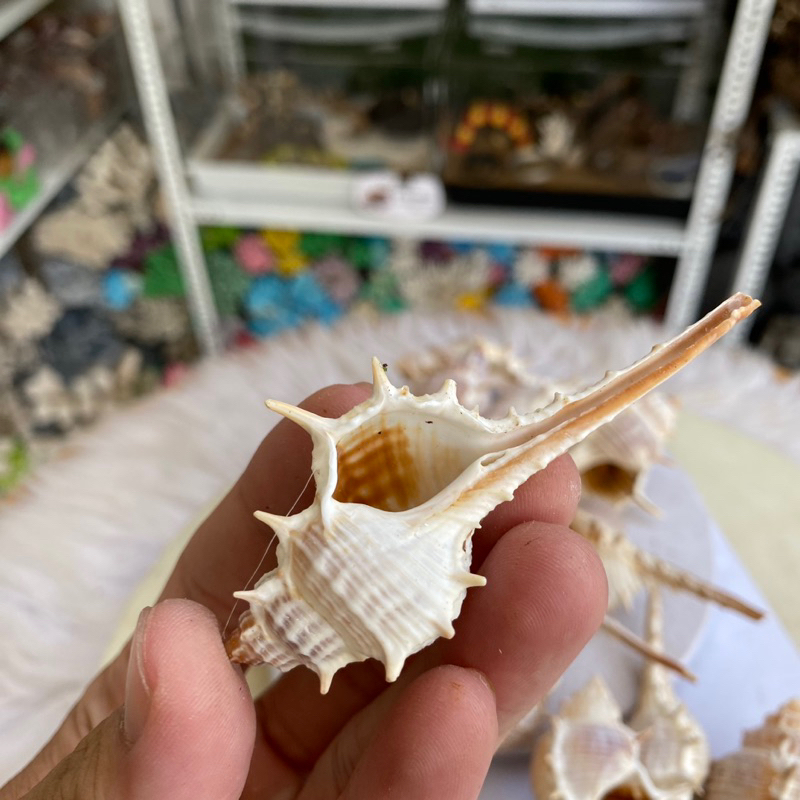 Decorative Snail Shells, shells for timid snails, hermit crabs, hermit ...