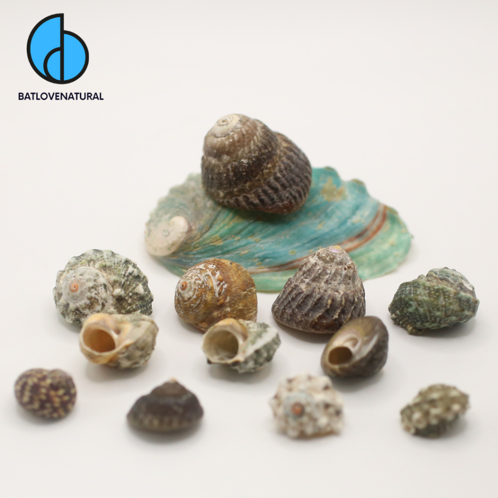 Various types of baby snail shells - Hermit crab shells - Decorative ...