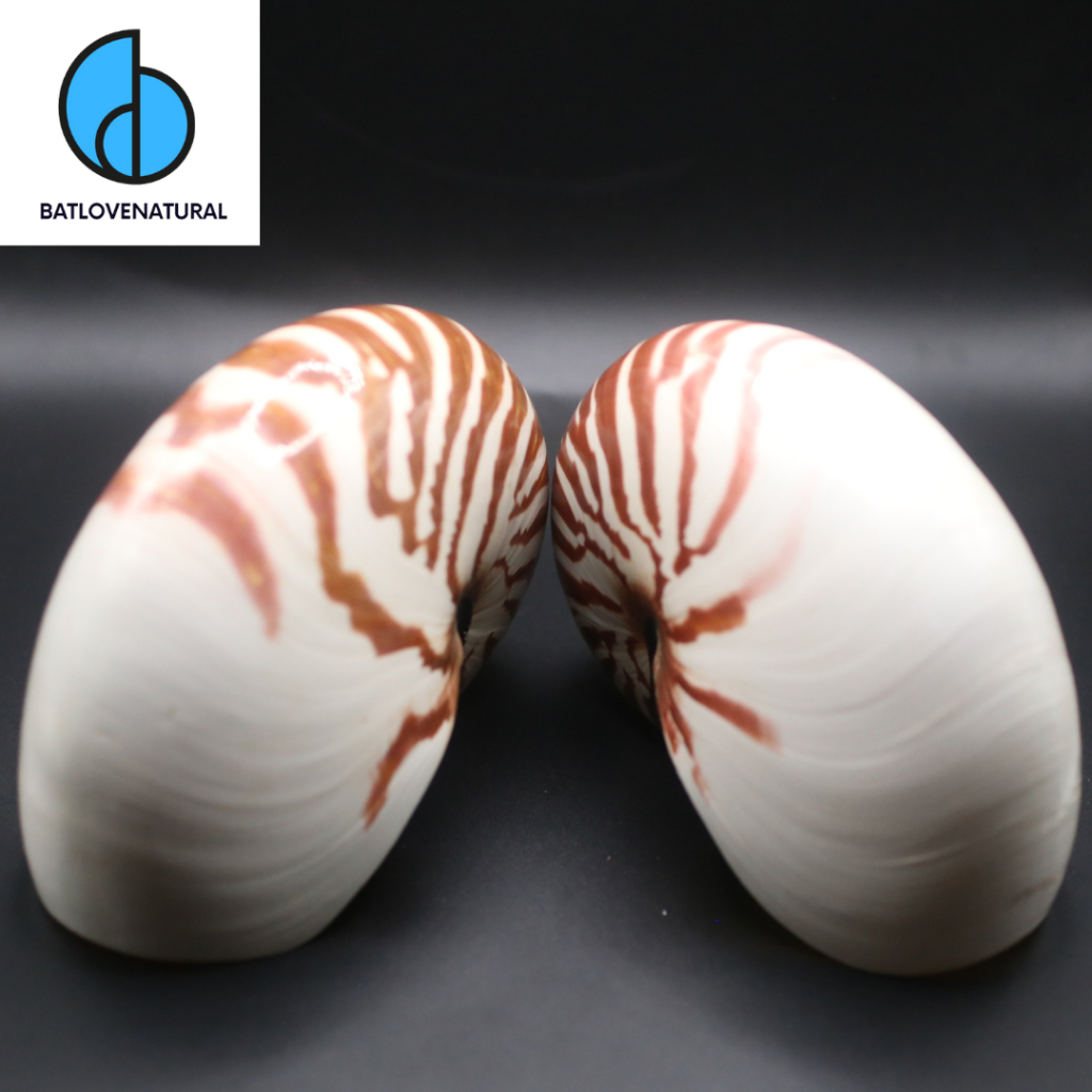 Chambered Nautilus snail shells - Decorative snail shells in many sizes ...