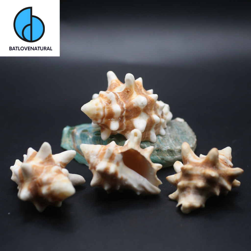 Mancinella Armigera snail shell - Hermit crab shell - Decorative snail ...