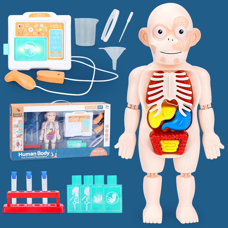 3d model kit scientific research of human body parts | Shopee Singapore