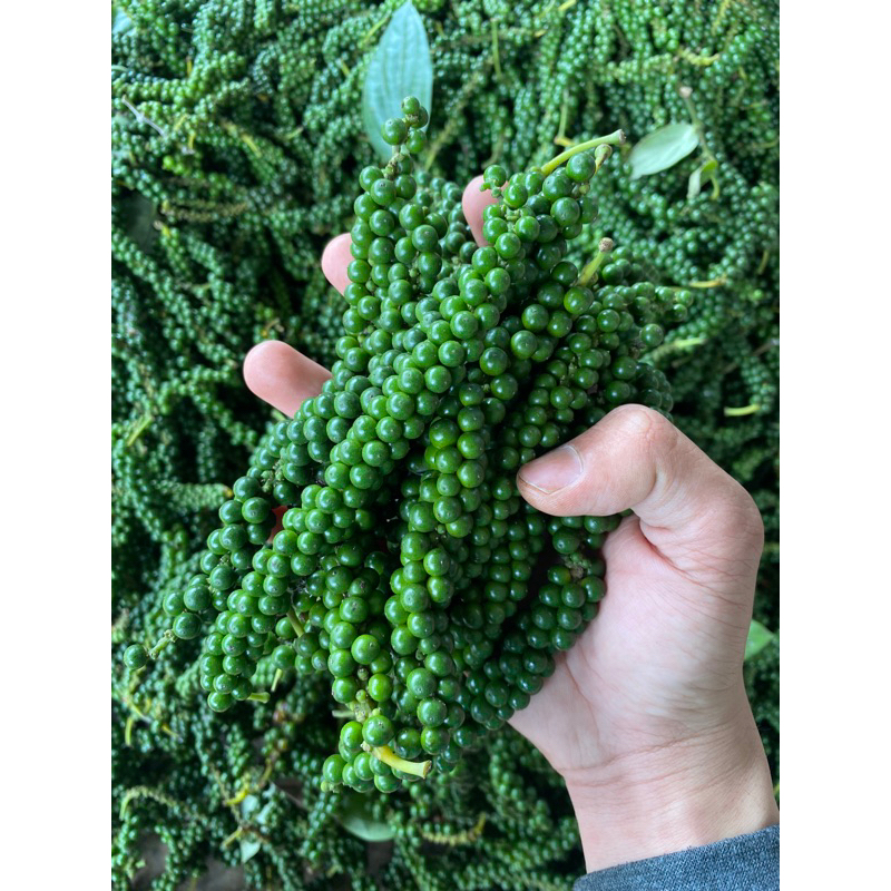 1kg Organic Silanka Green Pepper In Dak Lak (Clean New Pepper ship ...
