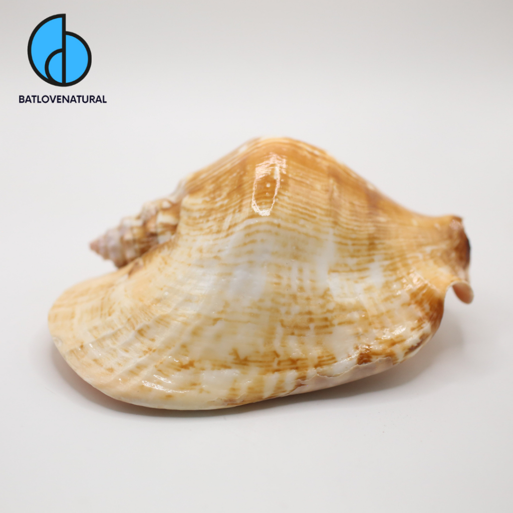 Strombus Latissimus snail shells (Round Sheath) - Decorative snail ...