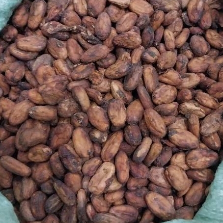Dried, unroasted fermented cocoa beans 1kg | Shopee Singapore