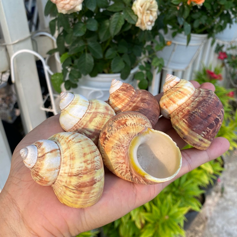 Decorative RED AND WHITE Snail Shells, shells for timid snails, hermit ...