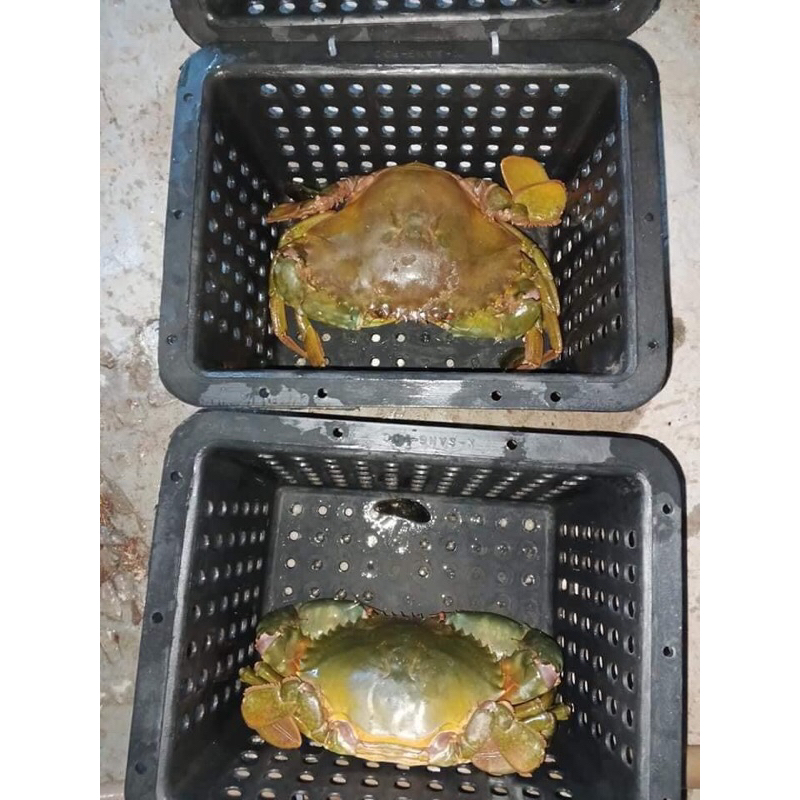 Plastic box for raising crabs, plastic tray for raising sea crabs ...