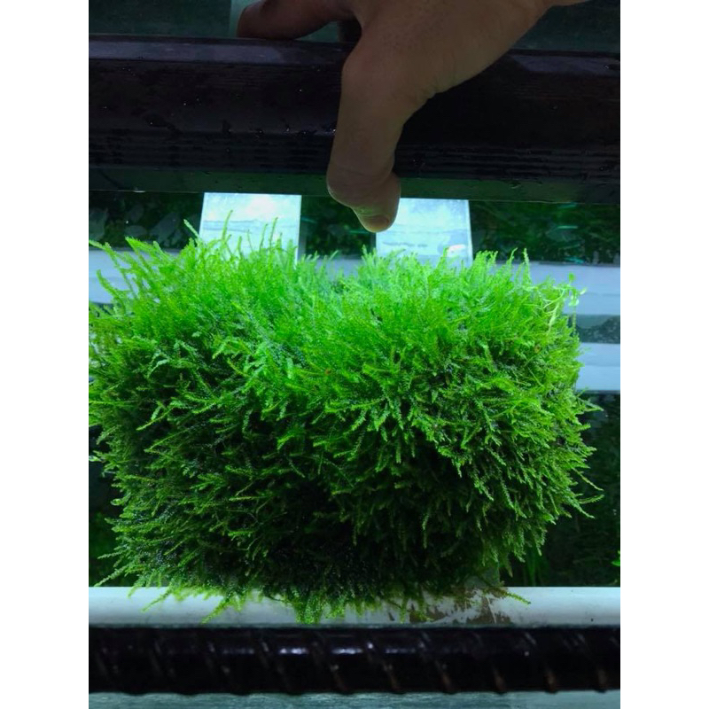 Minitaiwan moss (Taiwan moss) | Shopee Singapore