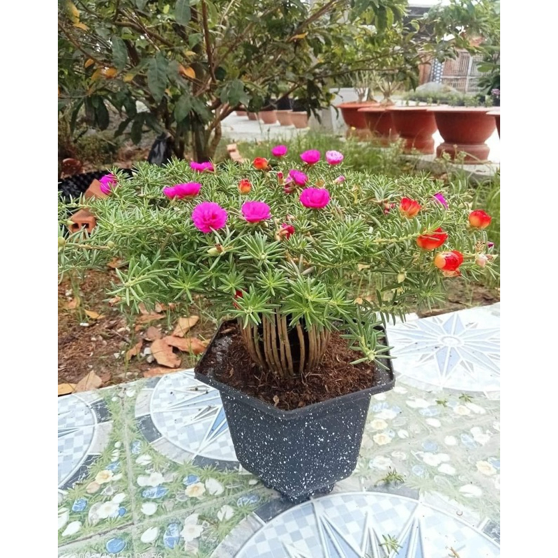 10 o'clock flowers of all colors! (woven into a vase) | Shopee Singapore