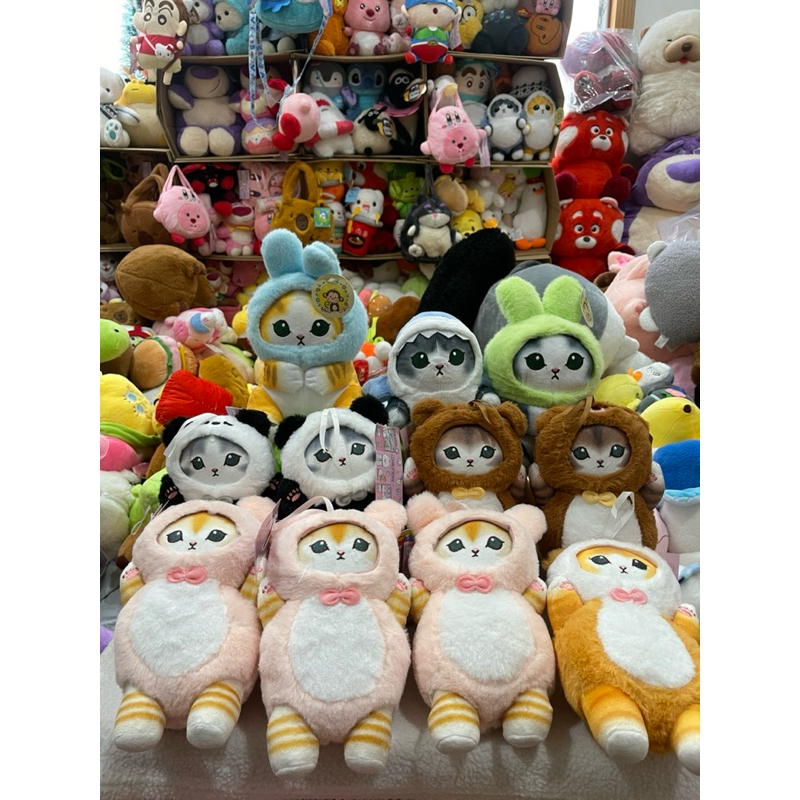 Teddy Bear Shark, cinna Cat, Rabbit Ear Cat | Shopee Singapore