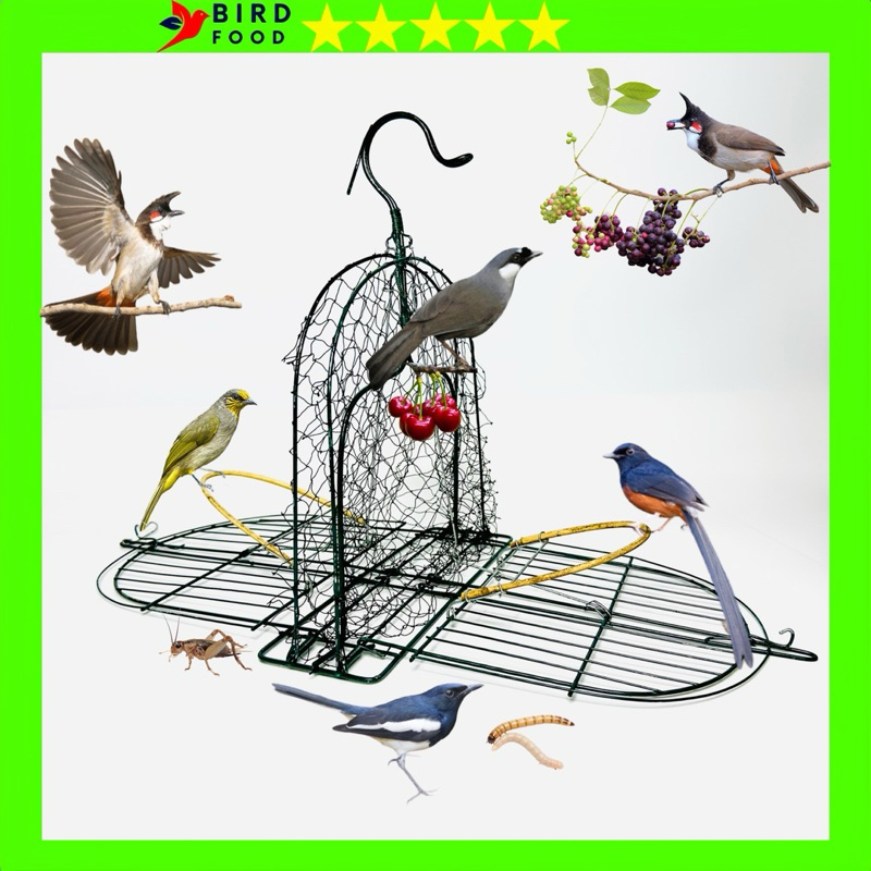 Multi-purpose Bird Trap for Bulbuls, Choes, Mis, Babblers, and Hoanh ...