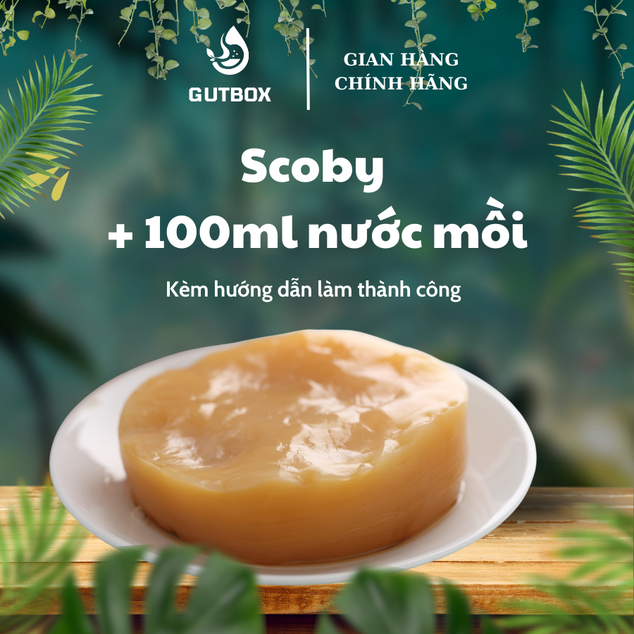Scoby with bait water & instructions for making Kombucha tea | Shopee ...