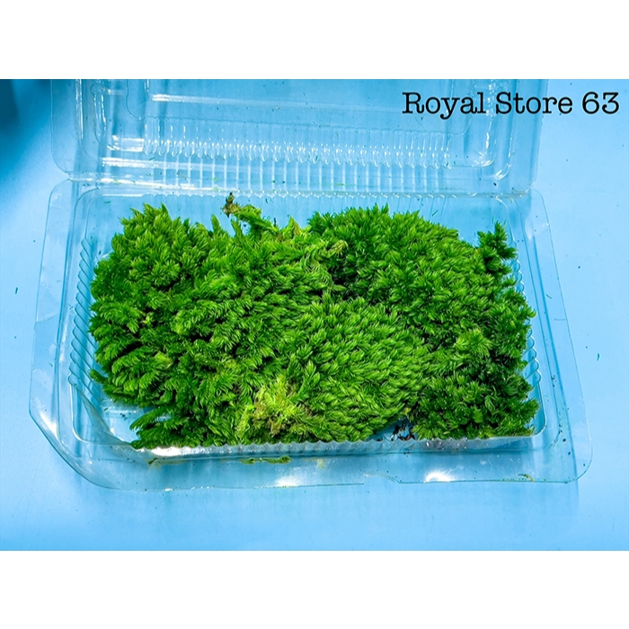 Real Dried Moss (Green Head Moss) Decoration (35gram Box) | Shopee ...