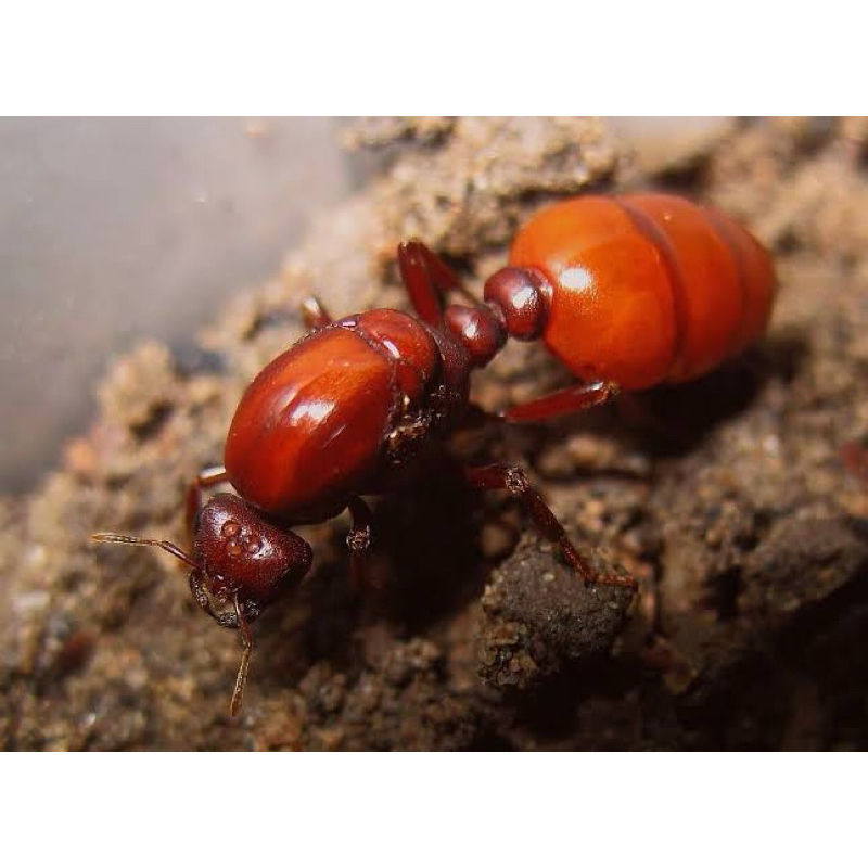 Carebara Castanea Ant Model | Shopee Singapore