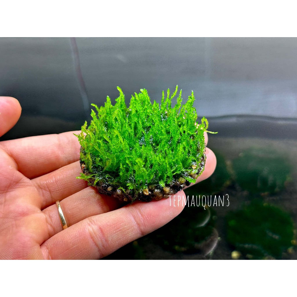 Flame Moss Carpet Moss Ornamental Shrimp - Shrimp Pond Decoration ...