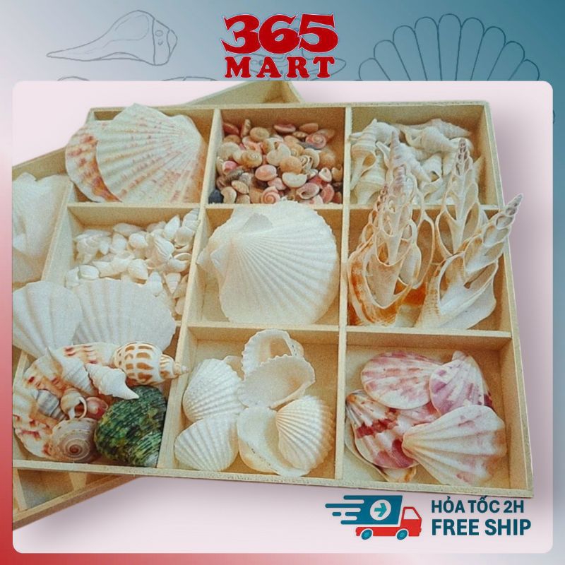 Seashells, sea shells of all kinds - decorative snail shell combo ...