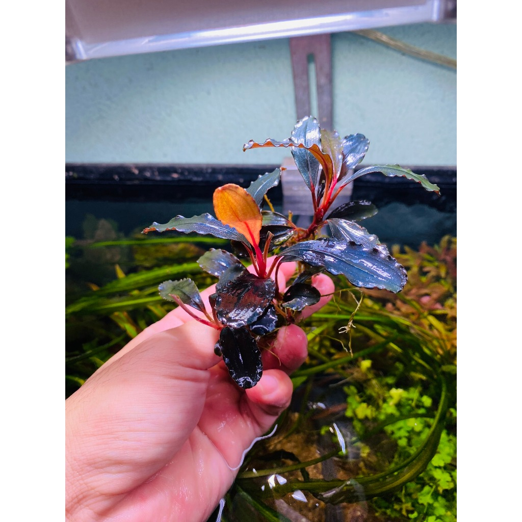 Bucep Dust Brownie Ghost Indo | Blue Elegant | Super Blue | Aquatic ...