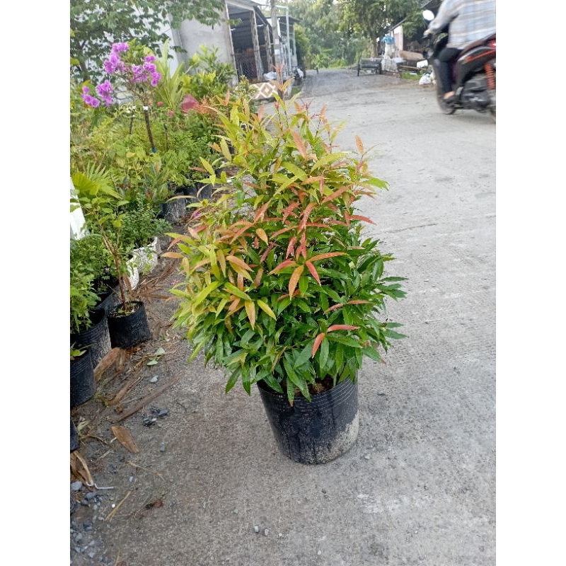 Hong Loc tree, tree as pictured. | Shopee Singapore