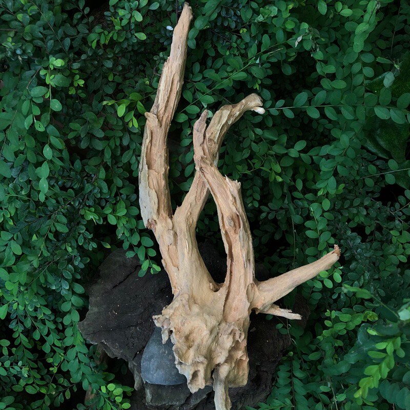 Decorative BRANCHES (FISH POOL, TERRARIUM, SOLD OUT) | Shopee Singapore