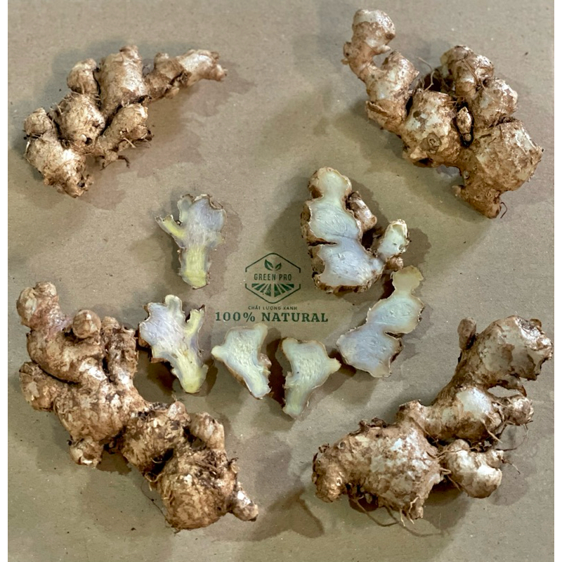 GINGER (standard product) | Shopee Singapore