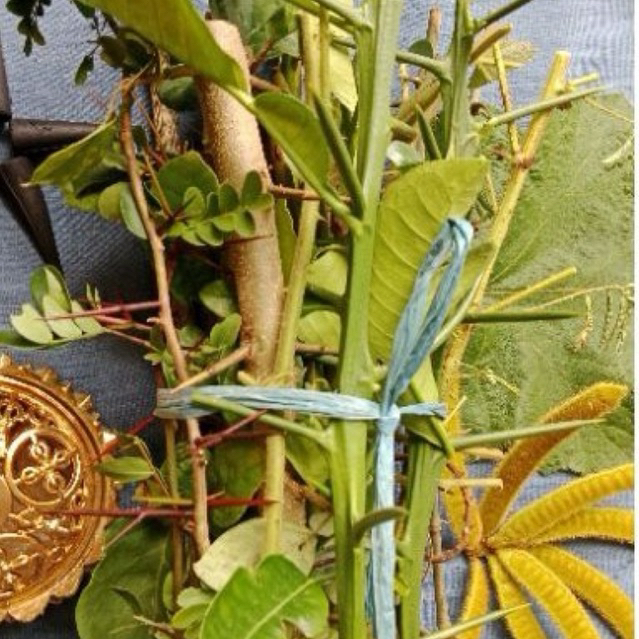 Herb with 12 types of thorns, 18 types of thorns, 21 types of thorns, 9 ...