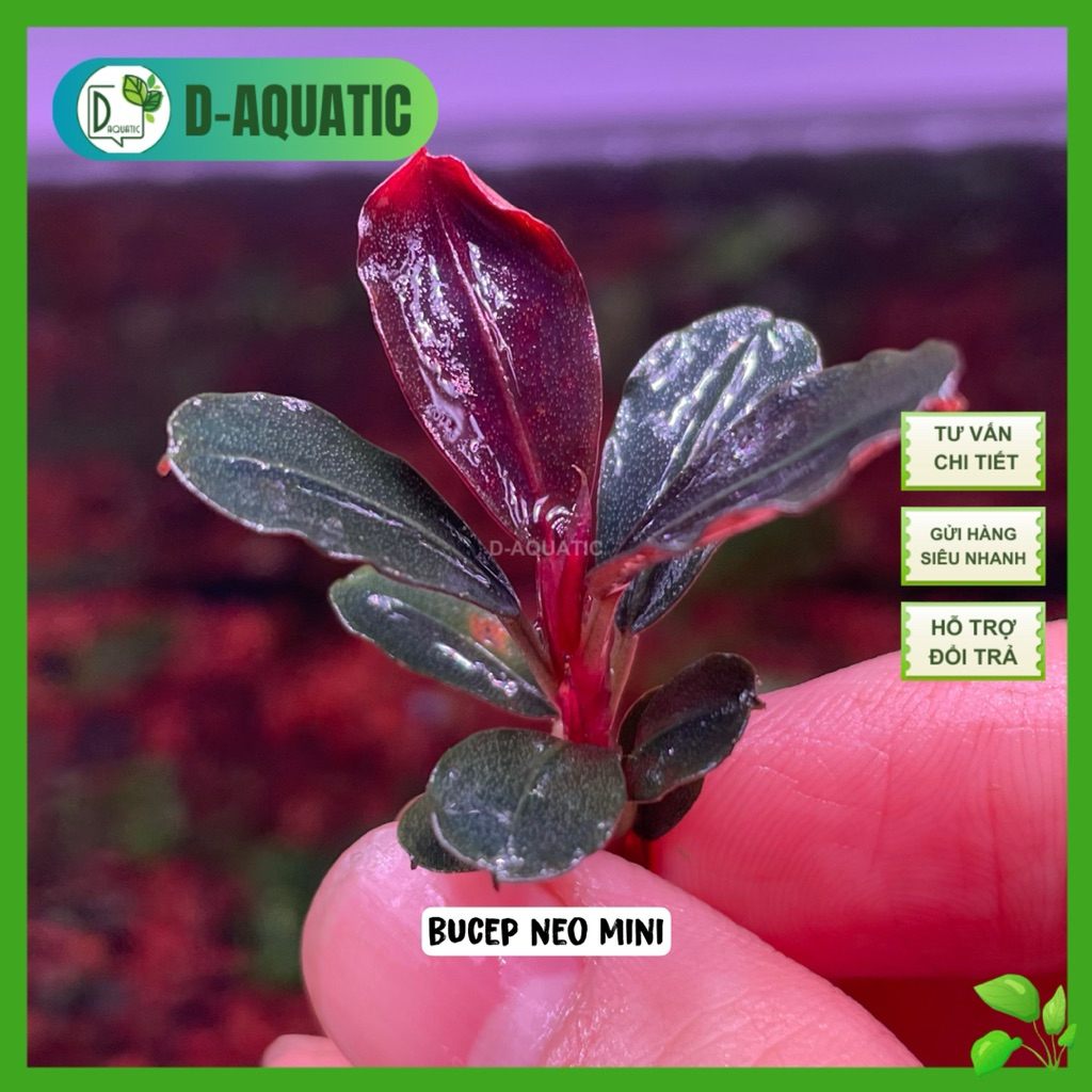 Bucep Neo Mini - bright red aquatic bucep is super easy, easy to grow ...