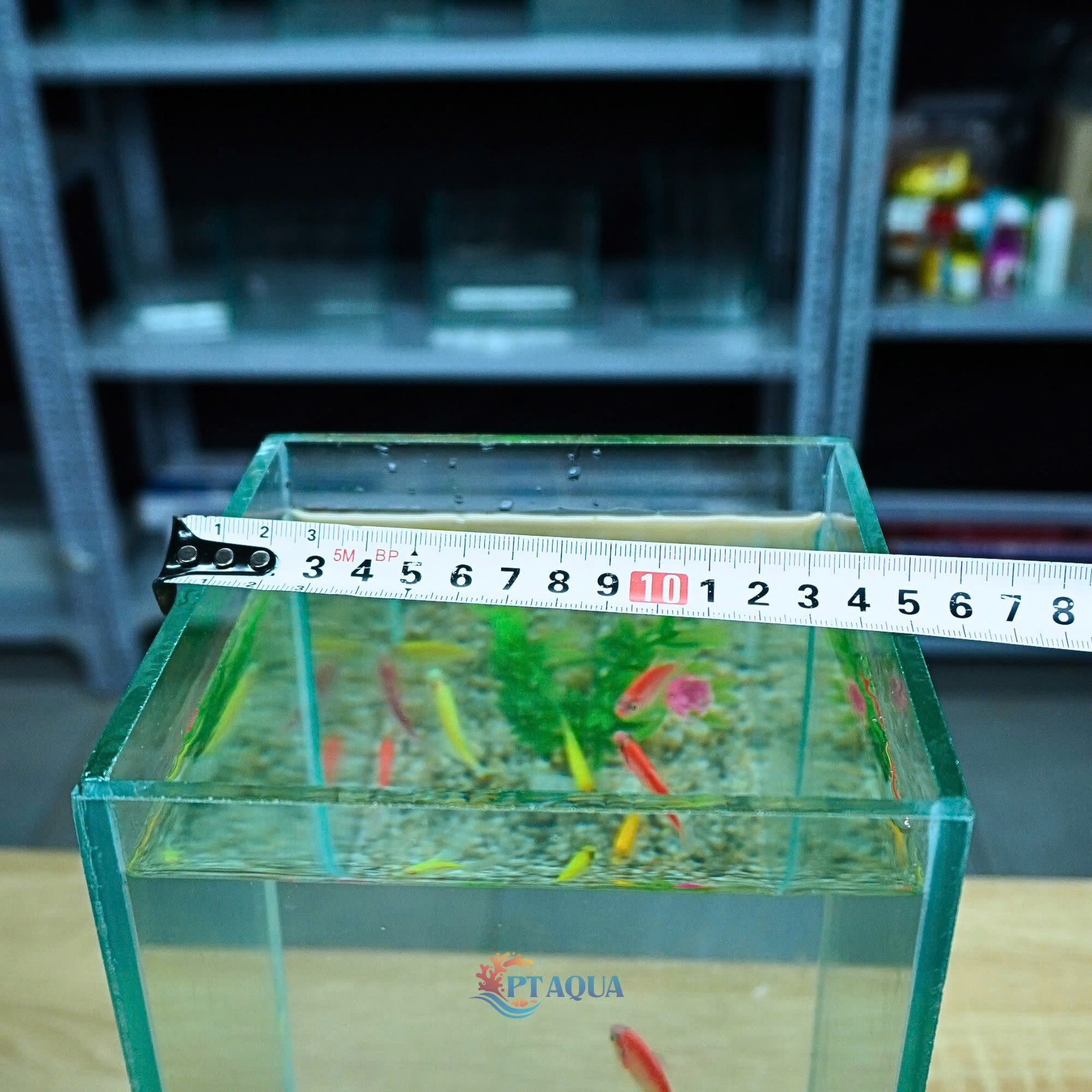 Mini Desktop Fish Tank with Vertical Pillar 15x15x30cm Suitable for ...