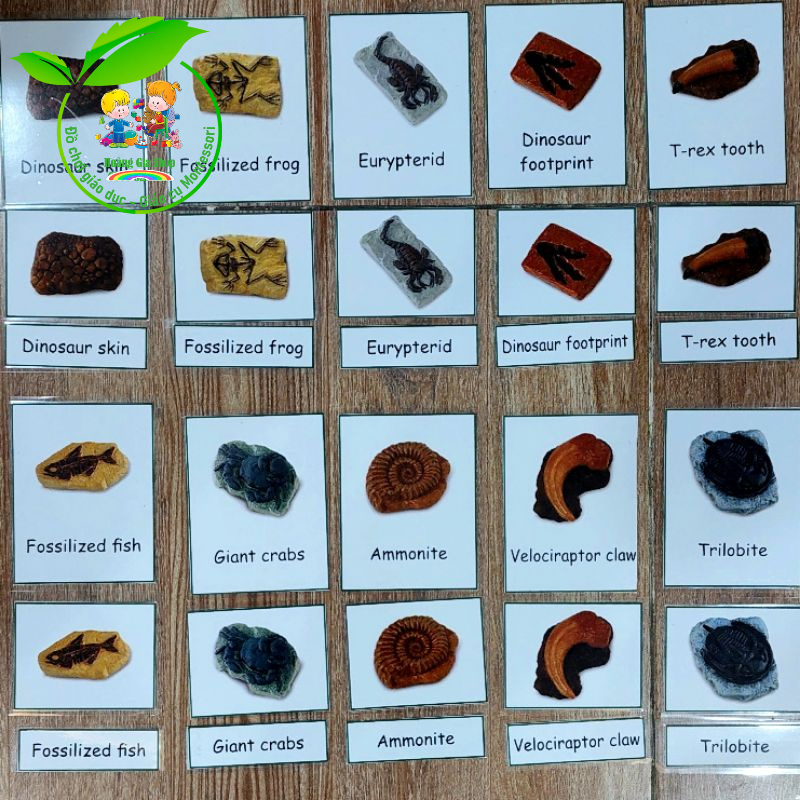 3-part flashcards - Ancient Fossils (Ancient Fossils) | Shopee Singapore