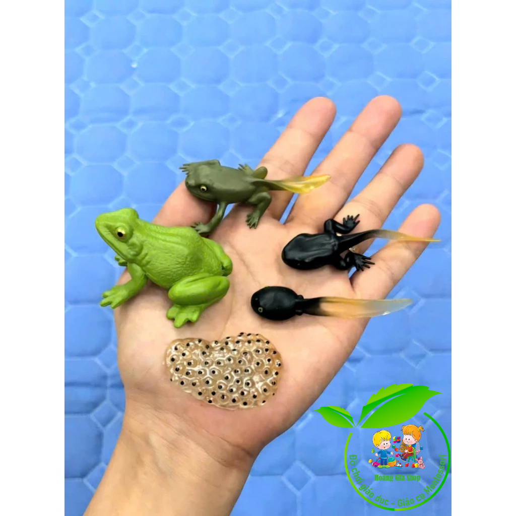 Frog Life Cycle Model - Frog Life Cycle | Shopee Singapore